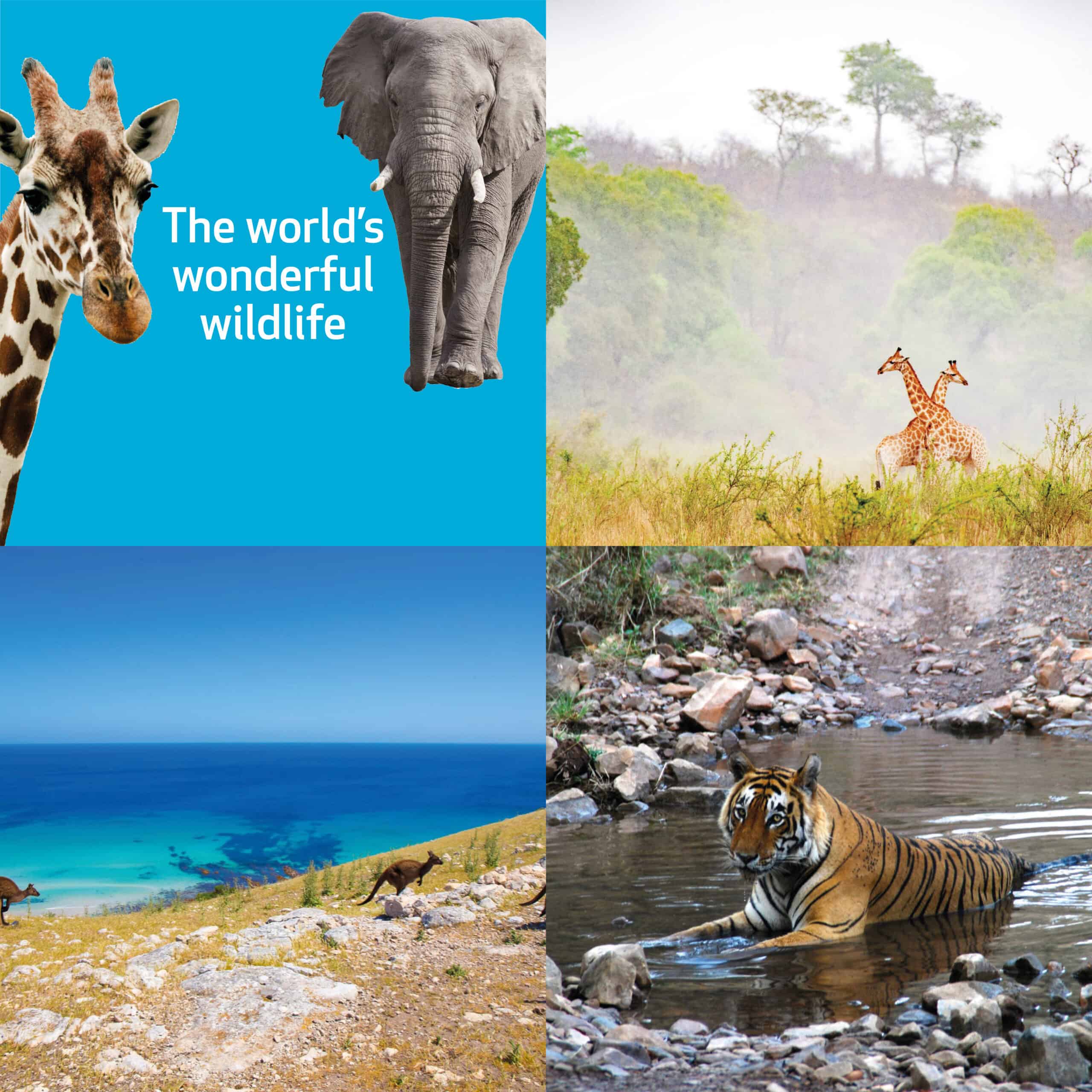 The world’s wonderful wildlife » Global Travel Worldwide